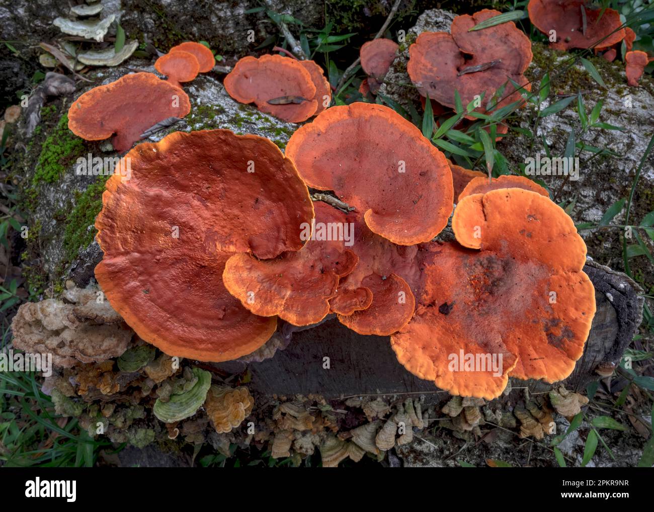 Bright orange fungi grow on logs in the Tsitsikamma Forest Stock Photo ...