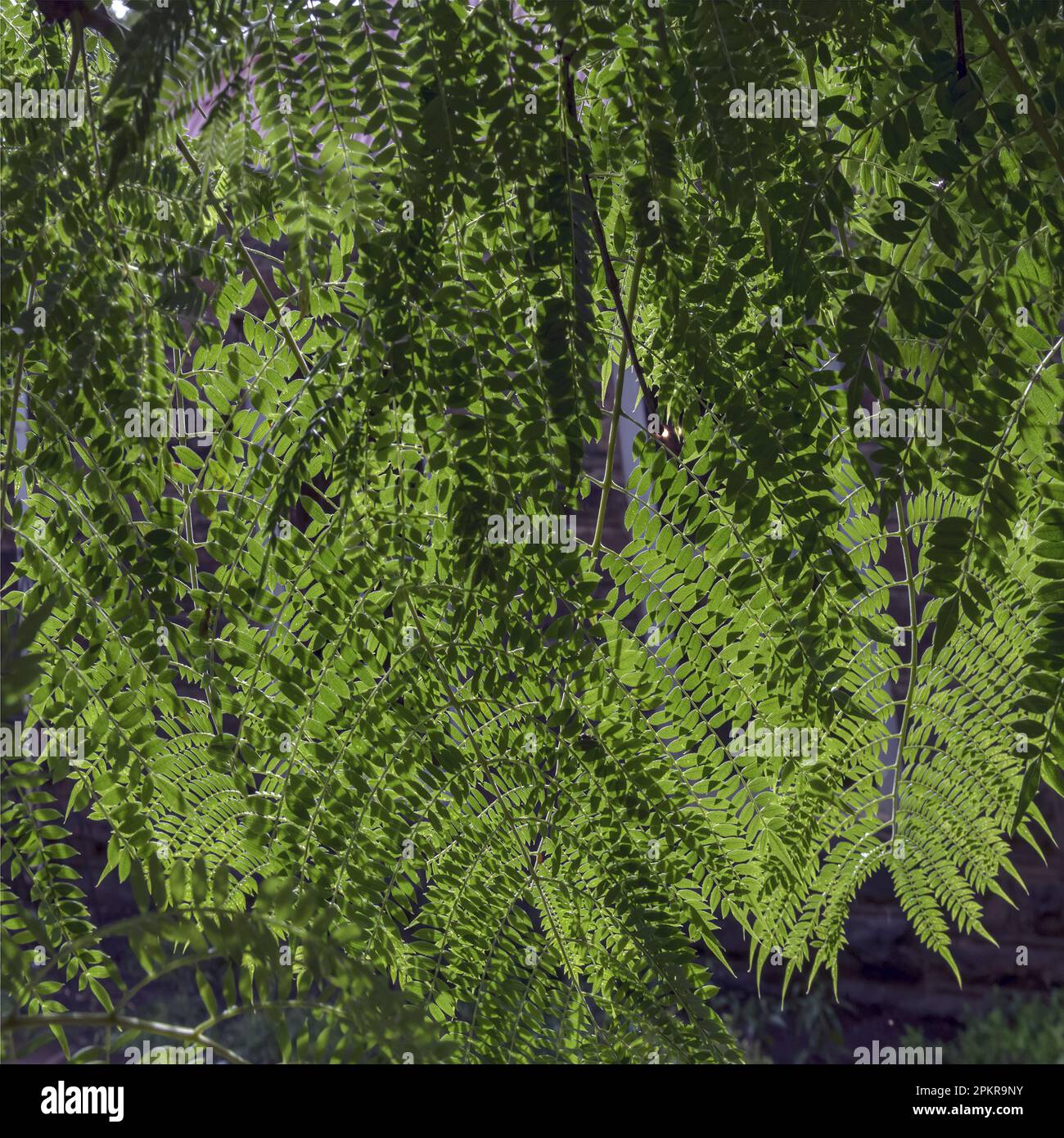 Jacaranda leaves hi-res stock photography and images - Alamy