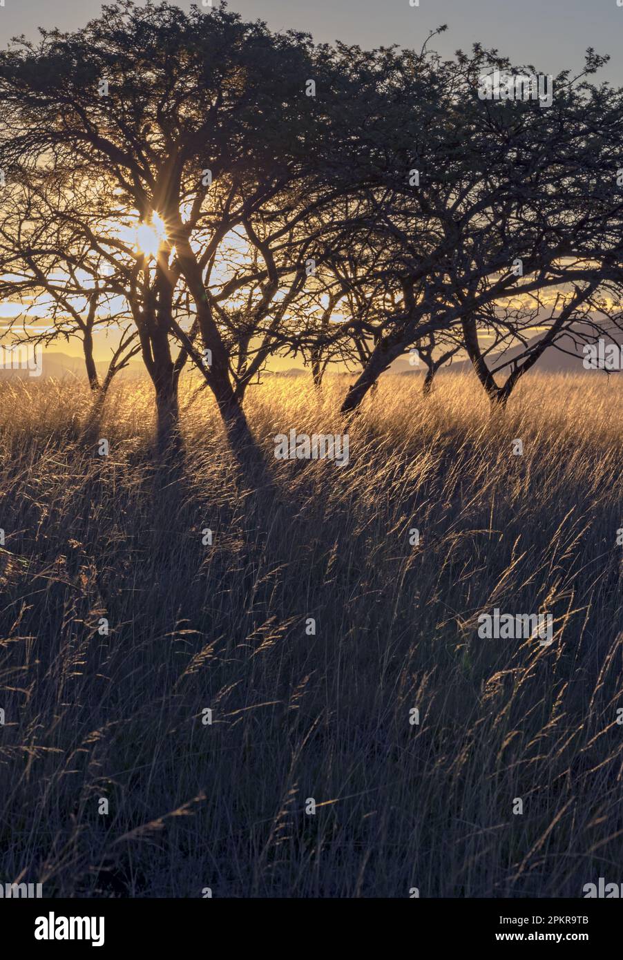 The sun starts to set behind Karoo Acacia Thorn Trees in the veld of ...