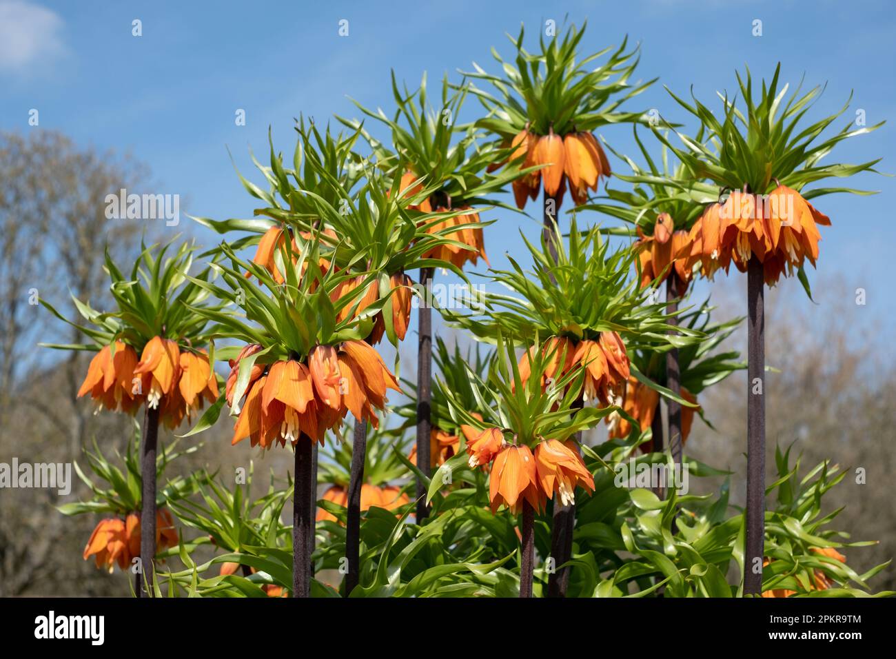 Crown imperial lily flowers, also known as Fritillaria Imperialis ...