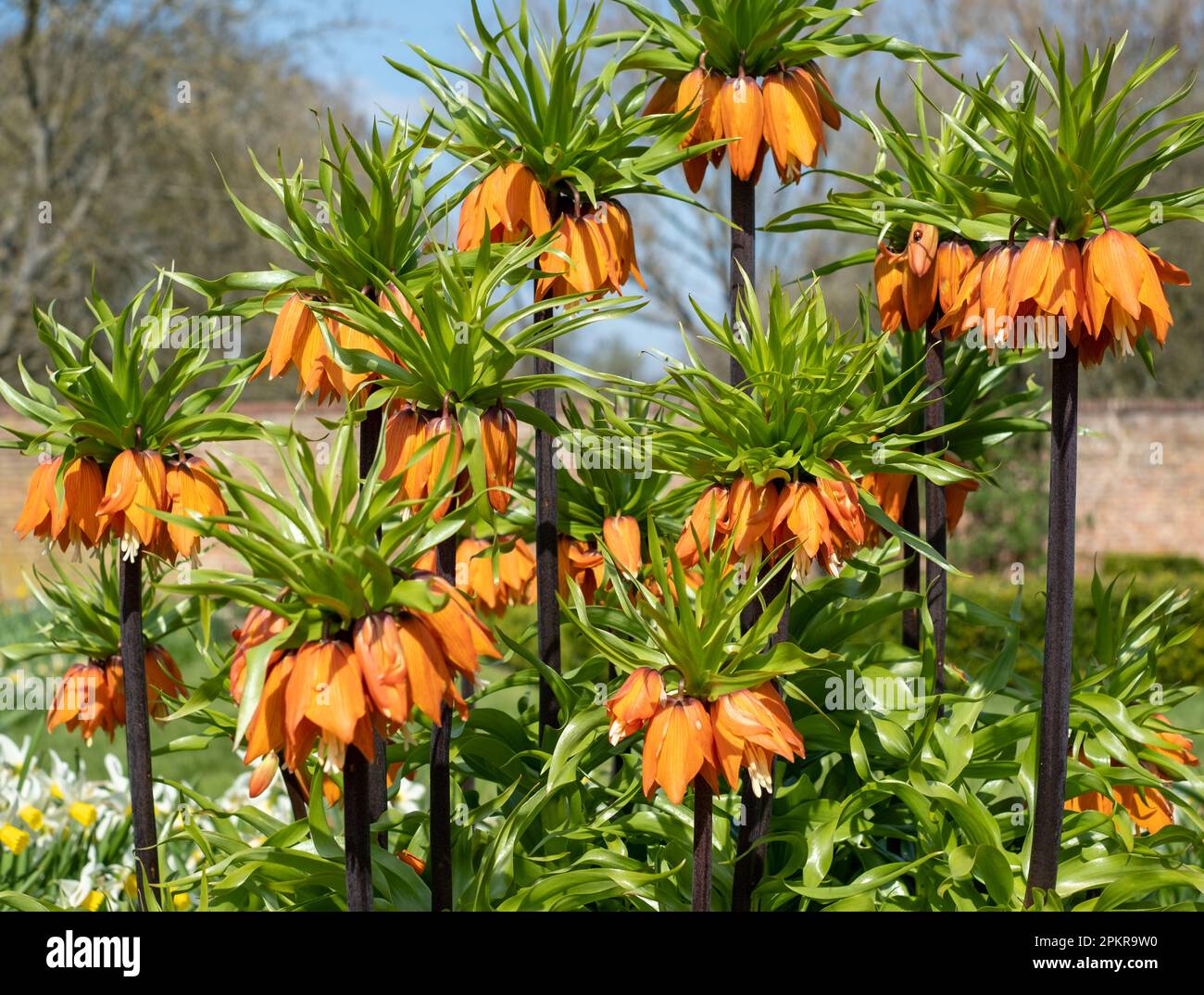 Crown imperial lily flowers, also known as Fritillaria Imperialis ...
