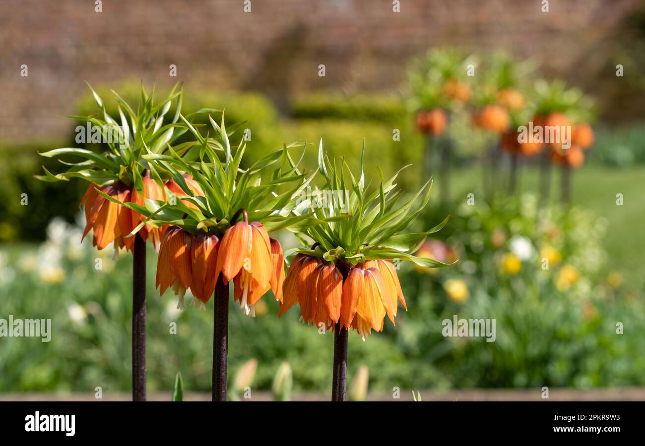 Crown imperial lily flowers, also known as Fritillaria Imperialis ...