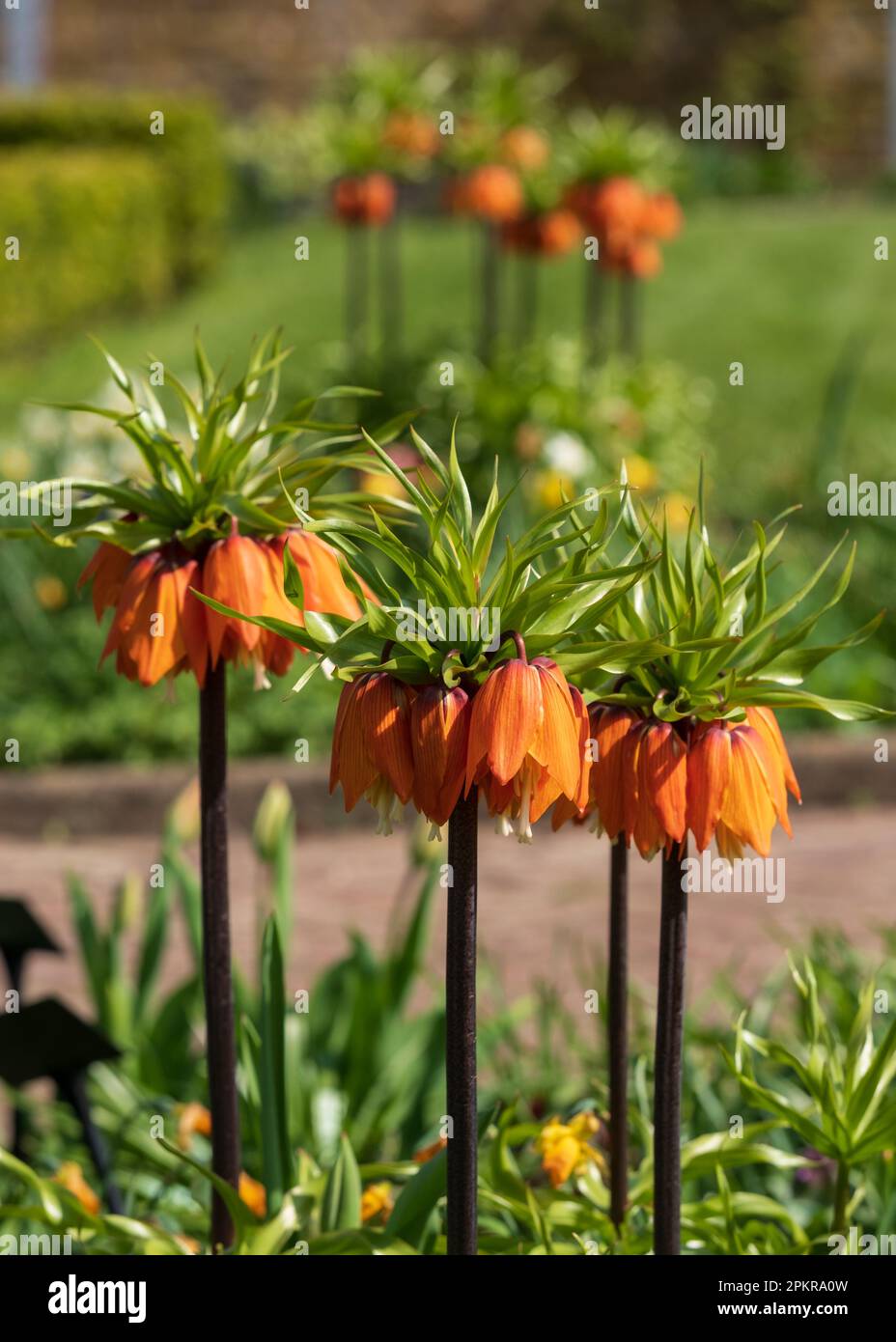 Crown imperial lily flowers, also known as Fritillaria Imperialis ...