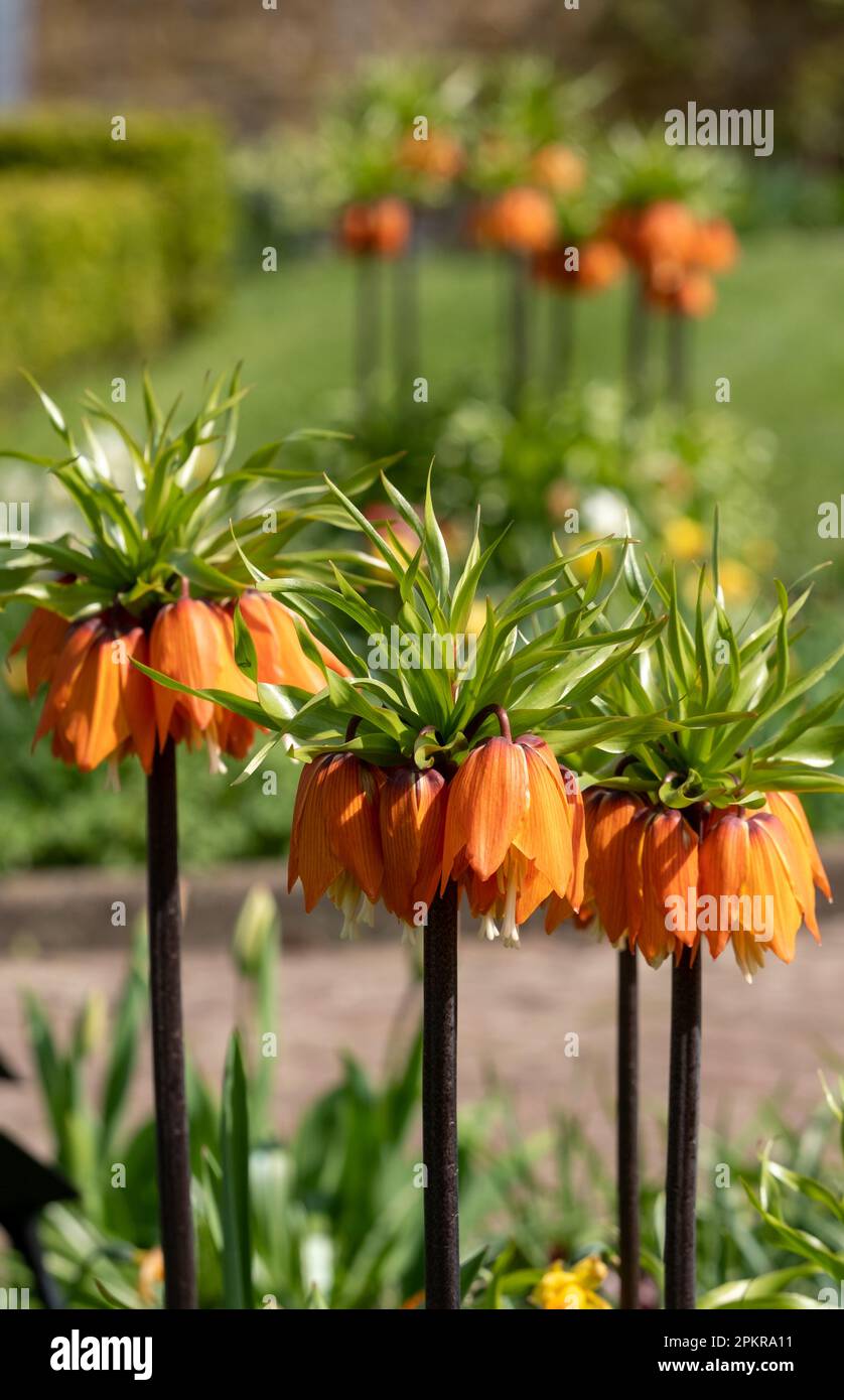 Fritillaria imperialis known crown hi-res stock photography and images ...