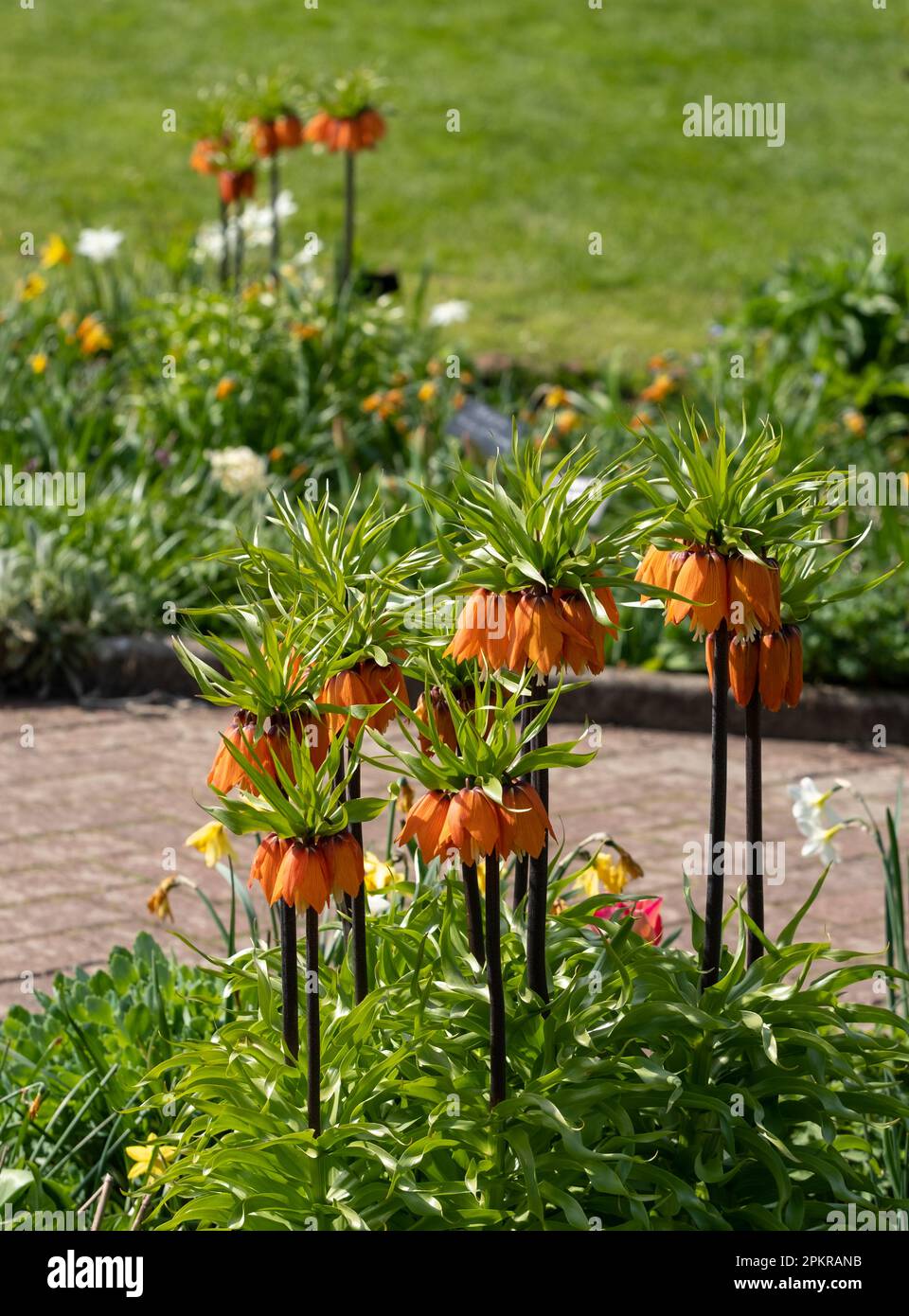 Crown imperial lily flowers, also known as Fritillaria Imperialis ...