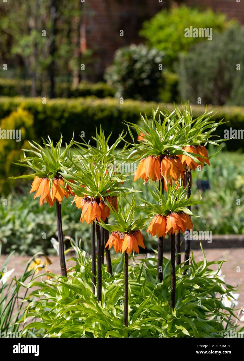 Crown imperial lily flowers, also known as Fritillaria Imperialis ...