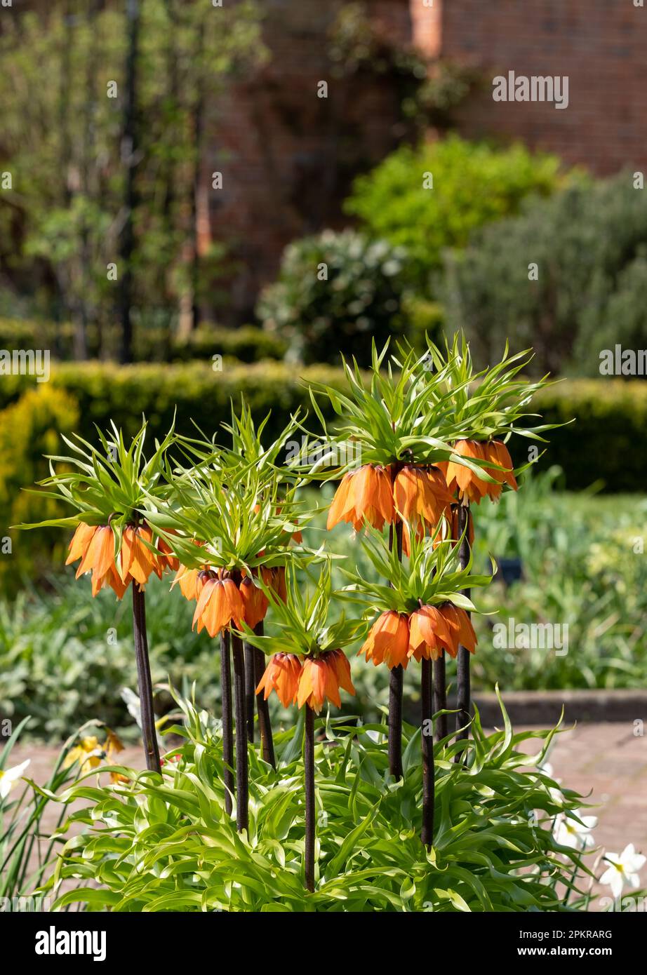 Crown imperial lily flowers, also known as Fritillaria Imperialis ...