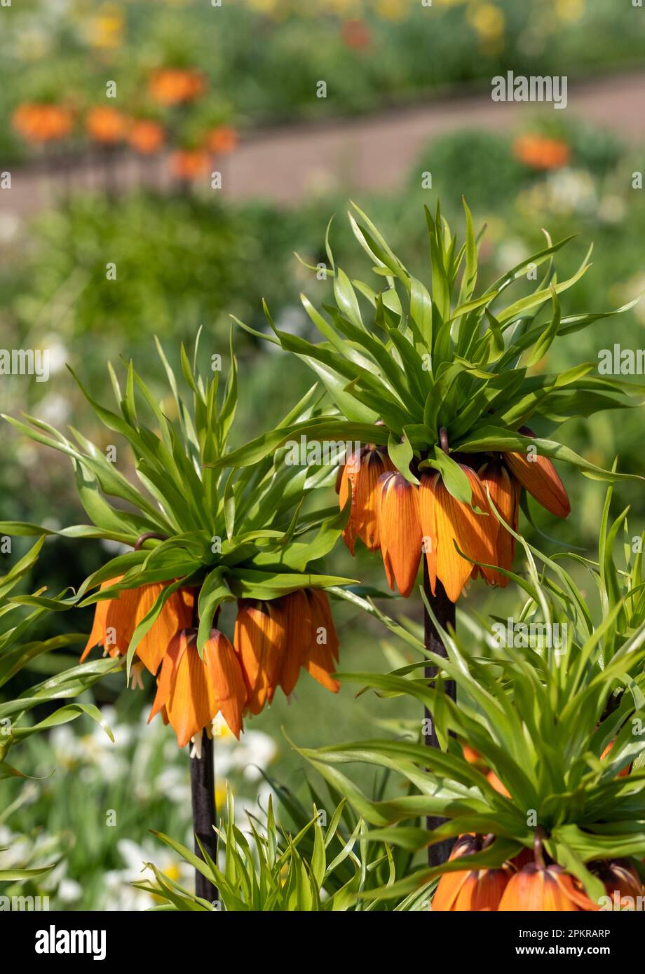 Crown imperial lily flowers, also known as Fritillaria Imperialis ...