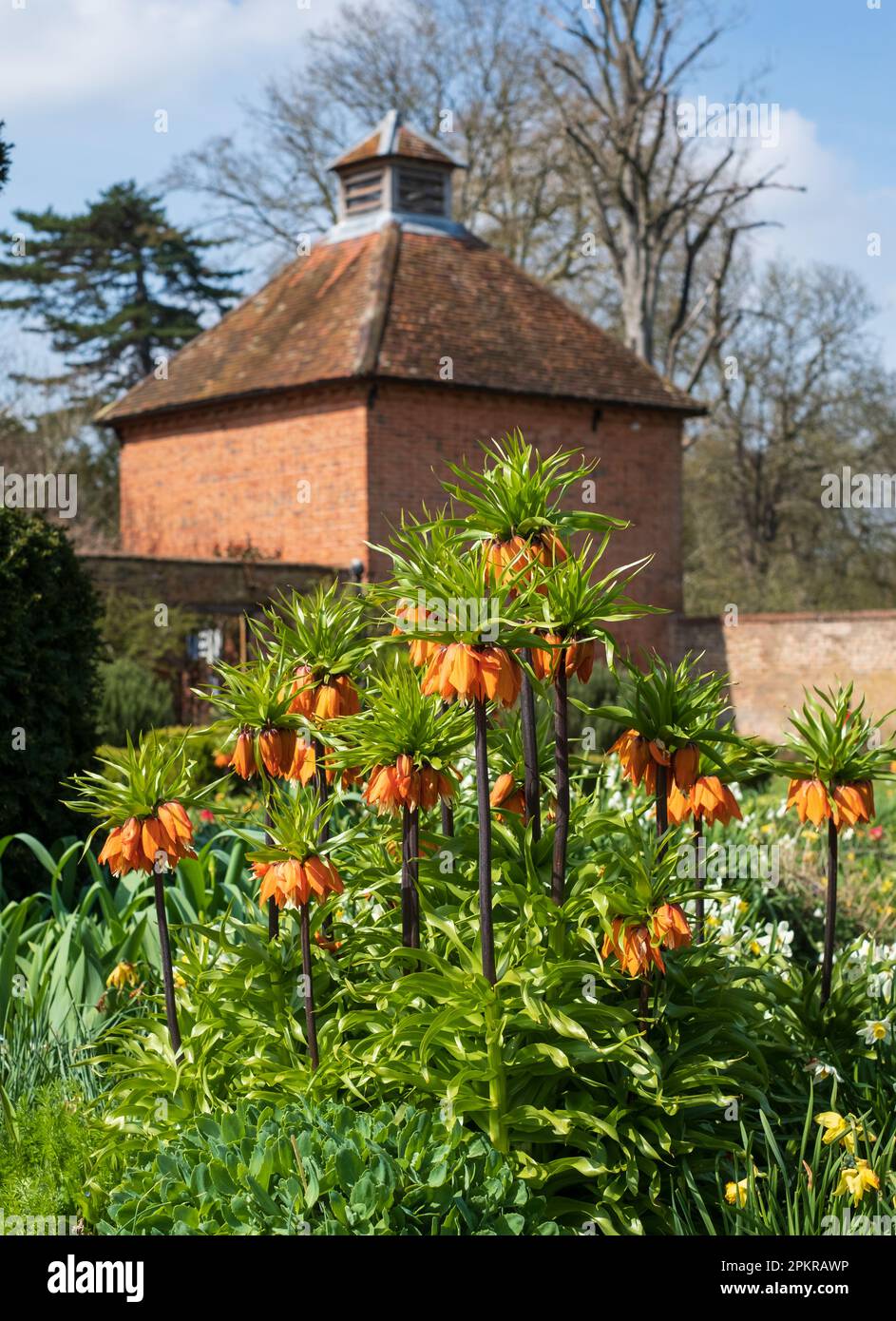 Crown imperial lily flowers, also known as Fritillaria Imperialis ...