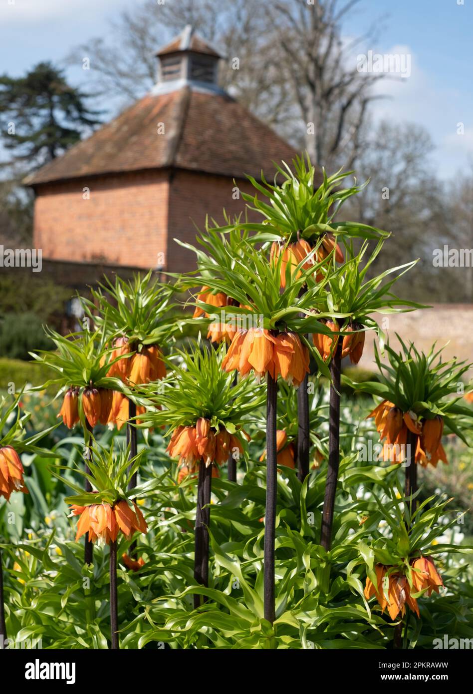 Crown imperial lily flowers, also known as Fritillaria Imperialis ...