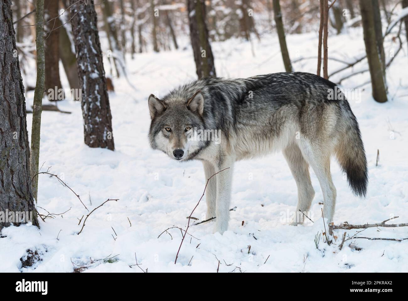 White wolf in snow hi-res stock photography and images - Alamy