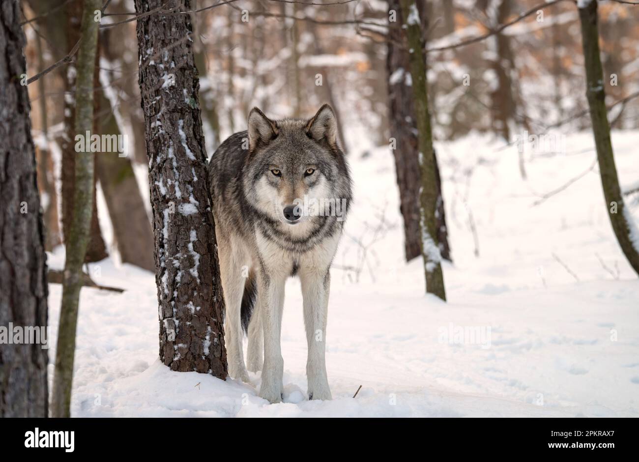 Timber Wolf (also known as a Gray or Grey Wolf) in the snow surrounded ...