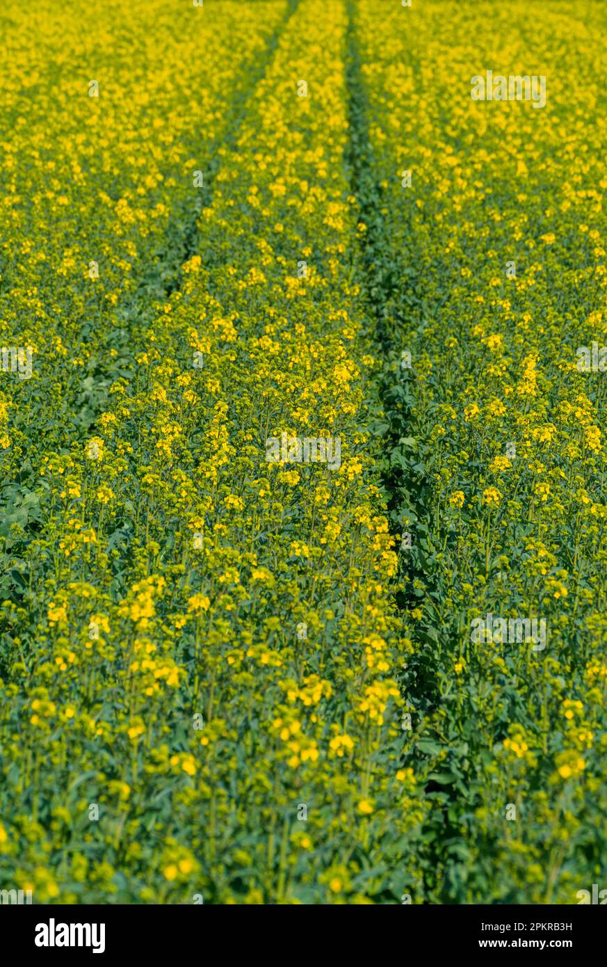 A beautiful yellow canola fields during springtime. Blooming rapeseed ...