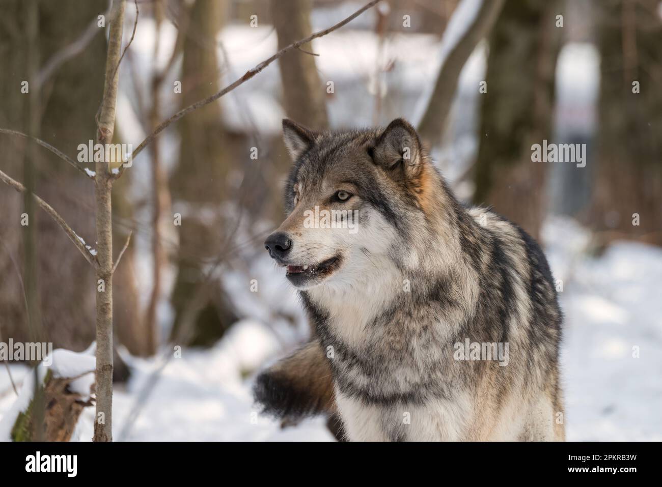 Timber wolf in winter hi-res stock photography and images - Alamy