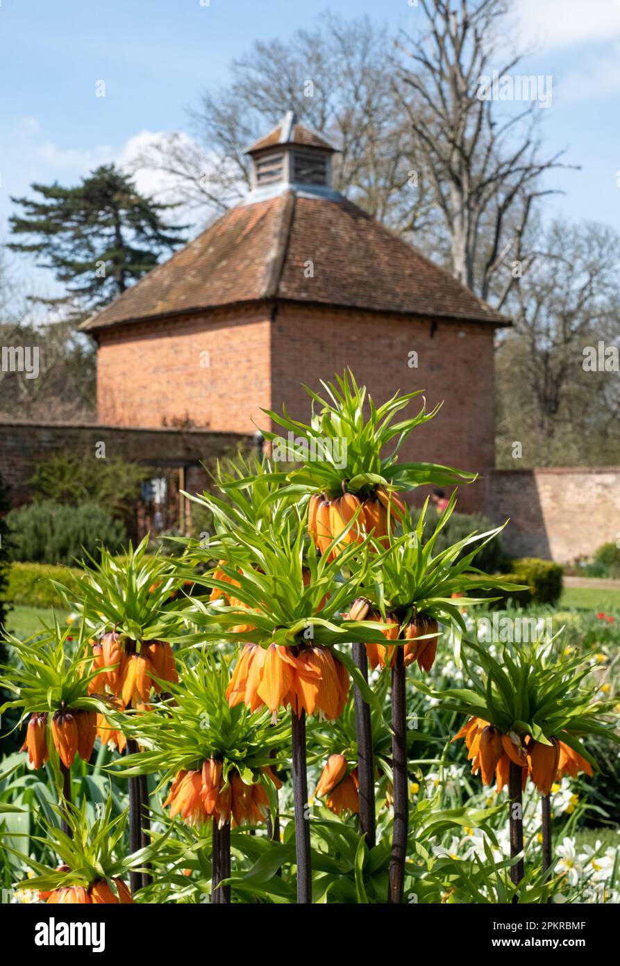 Crown imperial lily flowers, also known as Fritillaria Imperialis ...
