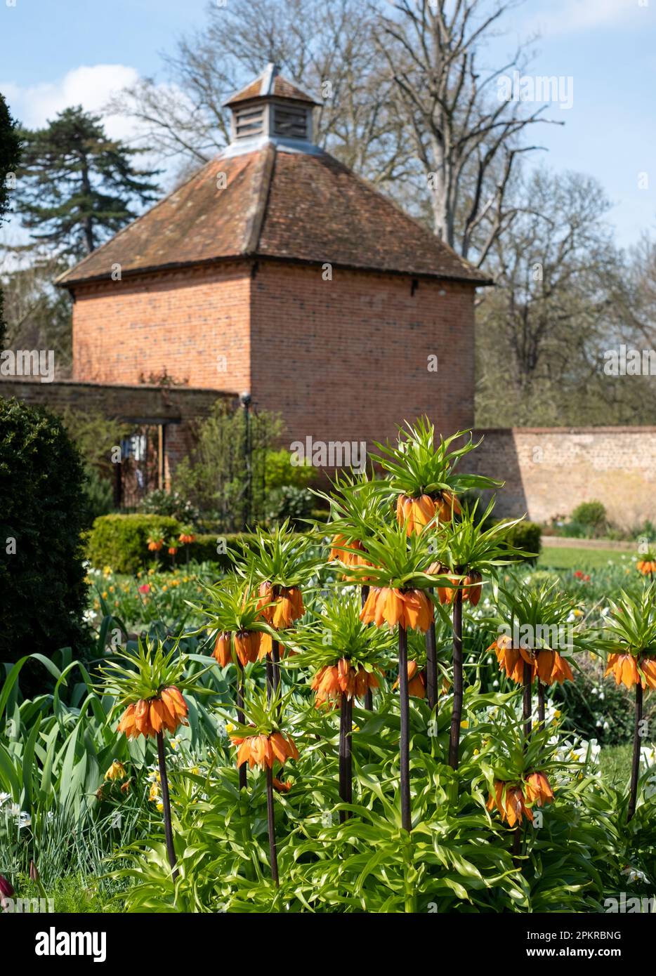 Crown imperial lily flowers, also known as Fritillaria Imperialis ...
