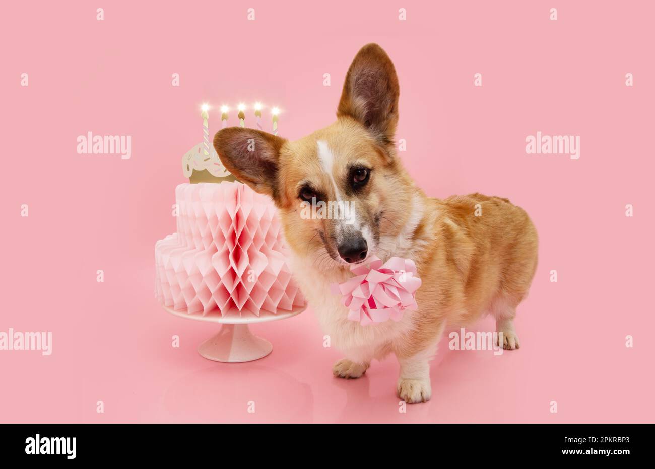 Happy birthday pets banner. Corgi dog celebrating anniversary with a ...
