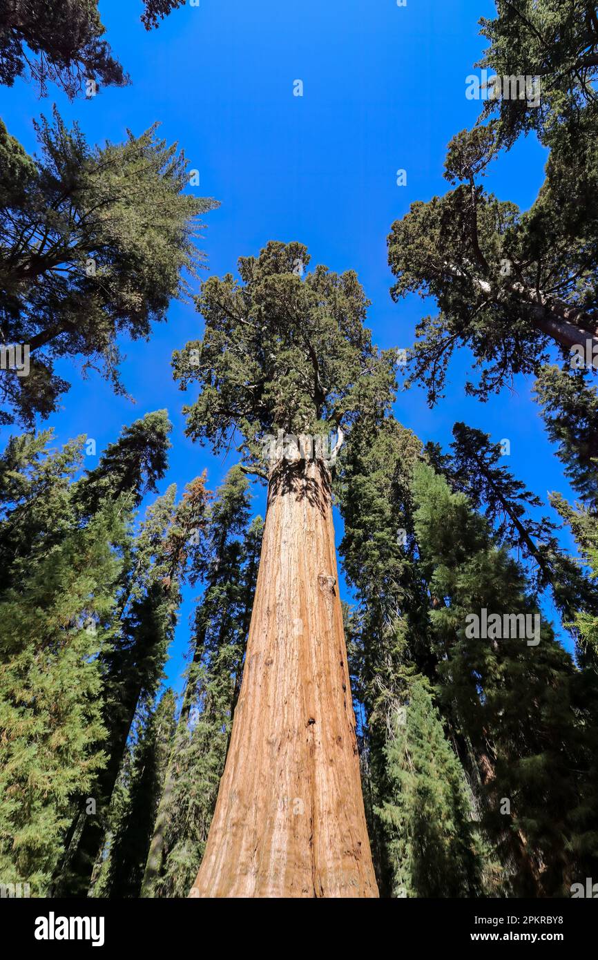 General Sherman Tree in Sequoia National Park Stock Photo - Alamy