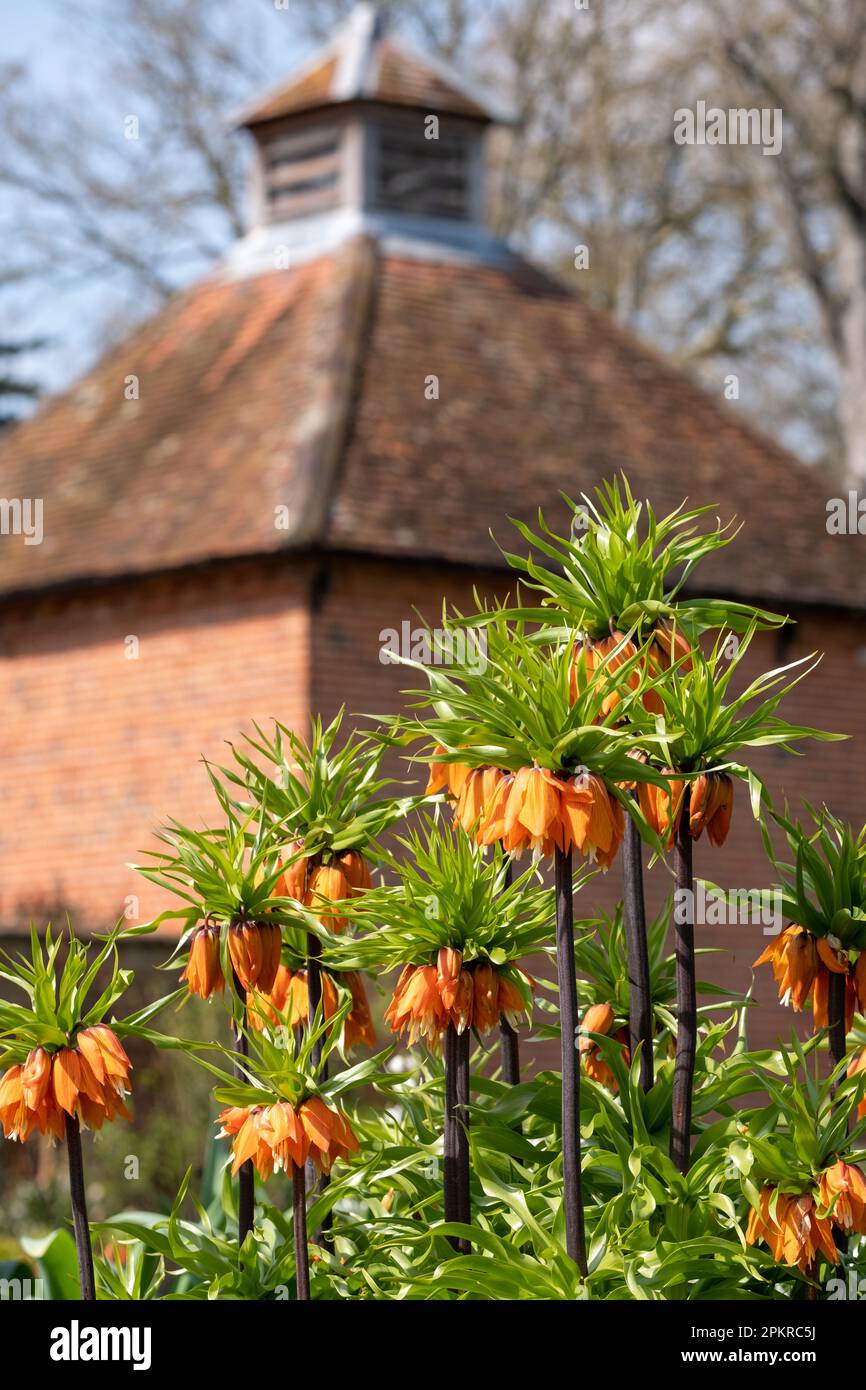 Crown imperial lily flowers, also known as Fritillaria Imperialis ...
