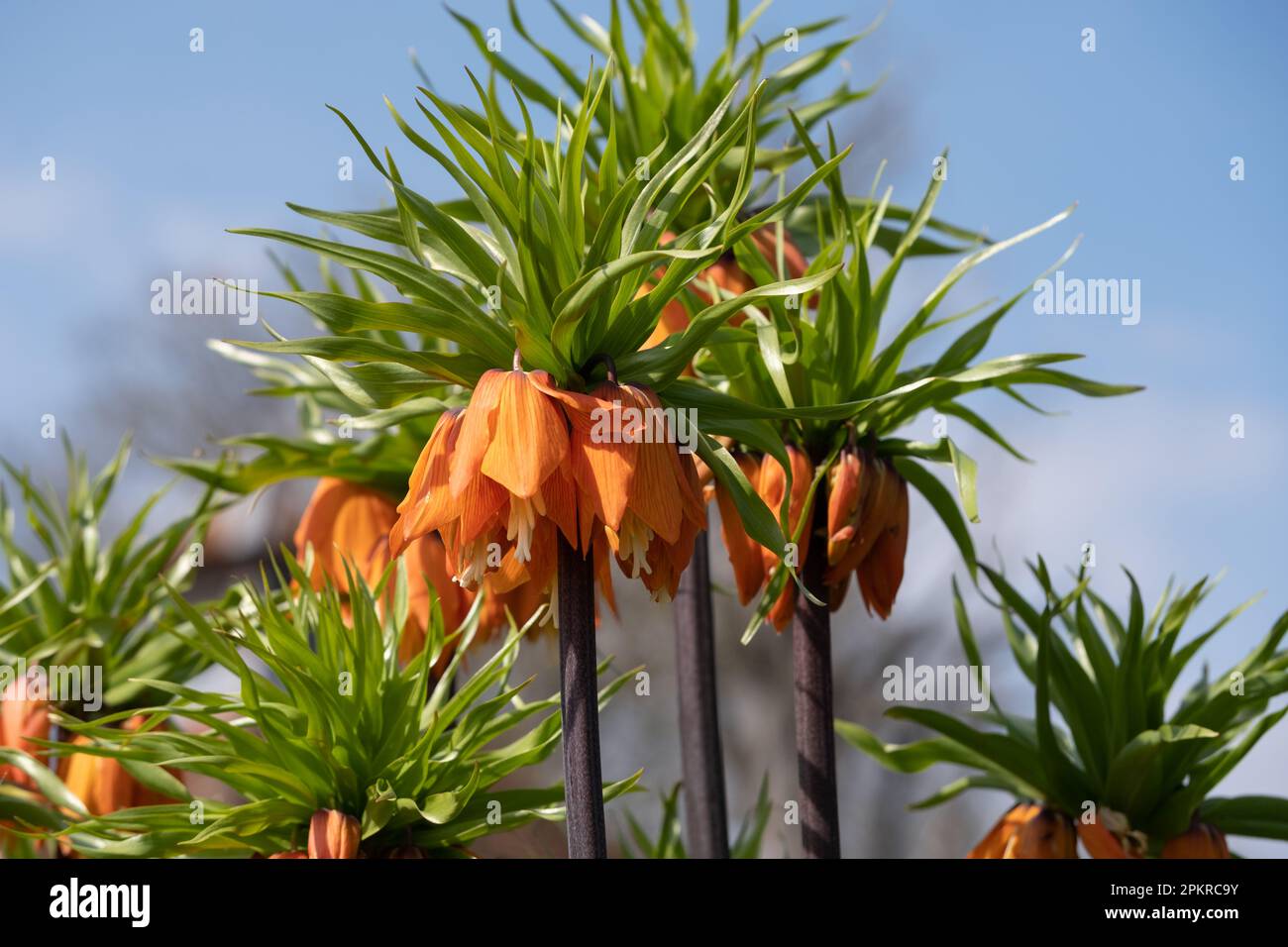 Crown imperial lily flowers, also known as Fritillaria Imperialis ...