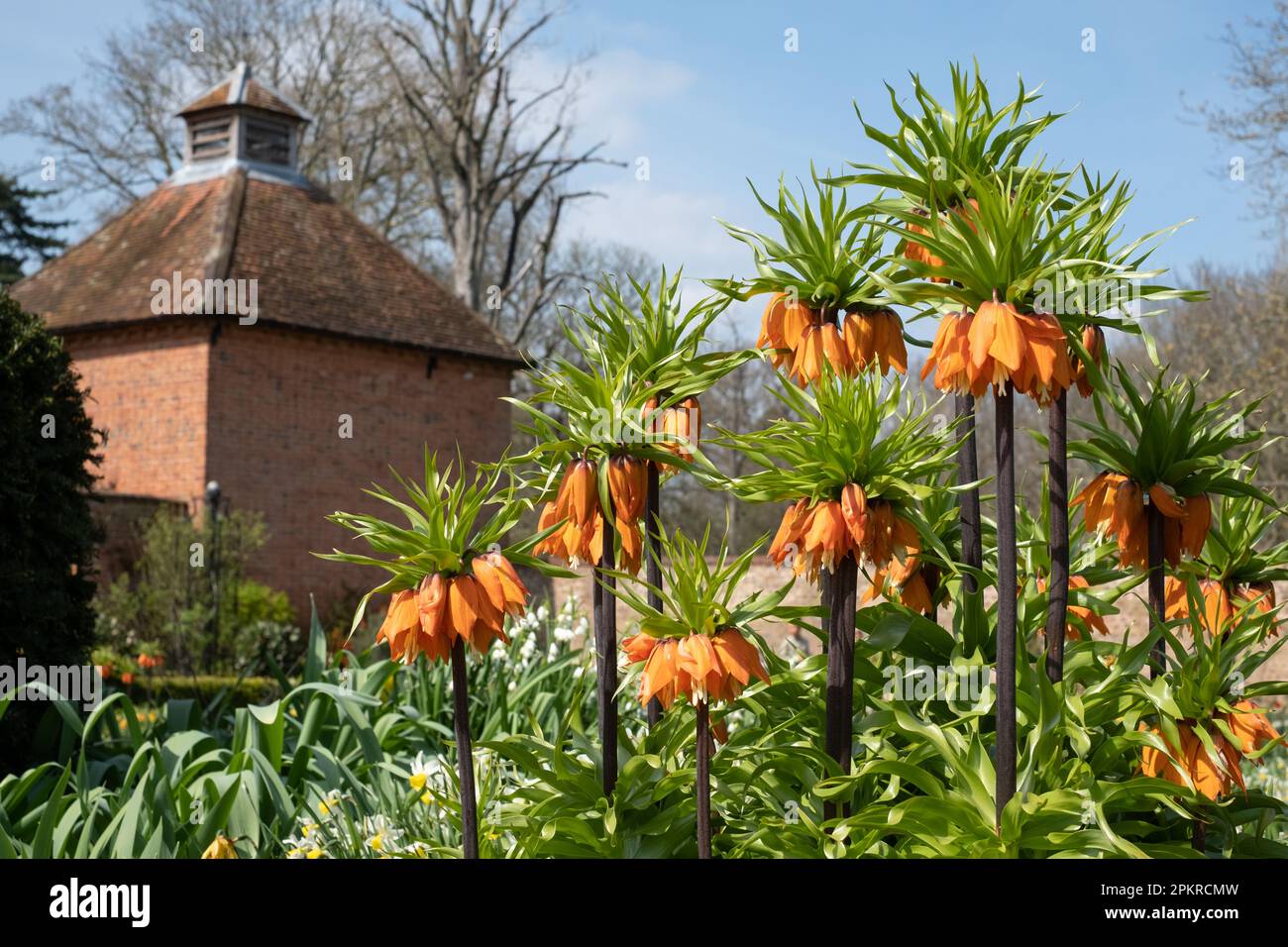 Crown imperial lily flowers, also known as Fritillaria Imperialis ...