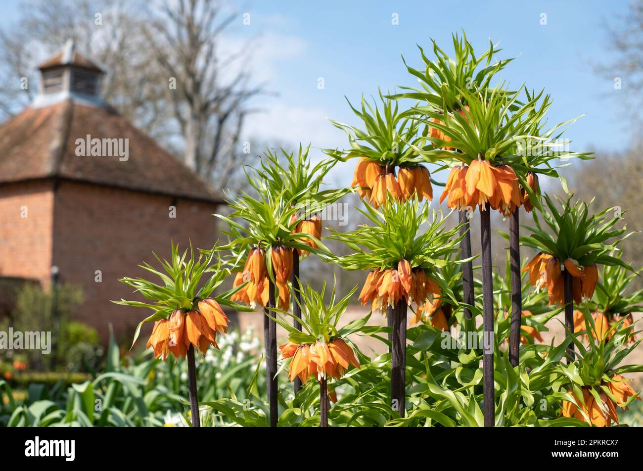Crown imperial lily flowers, also known as Fritillaria Imperialis ...