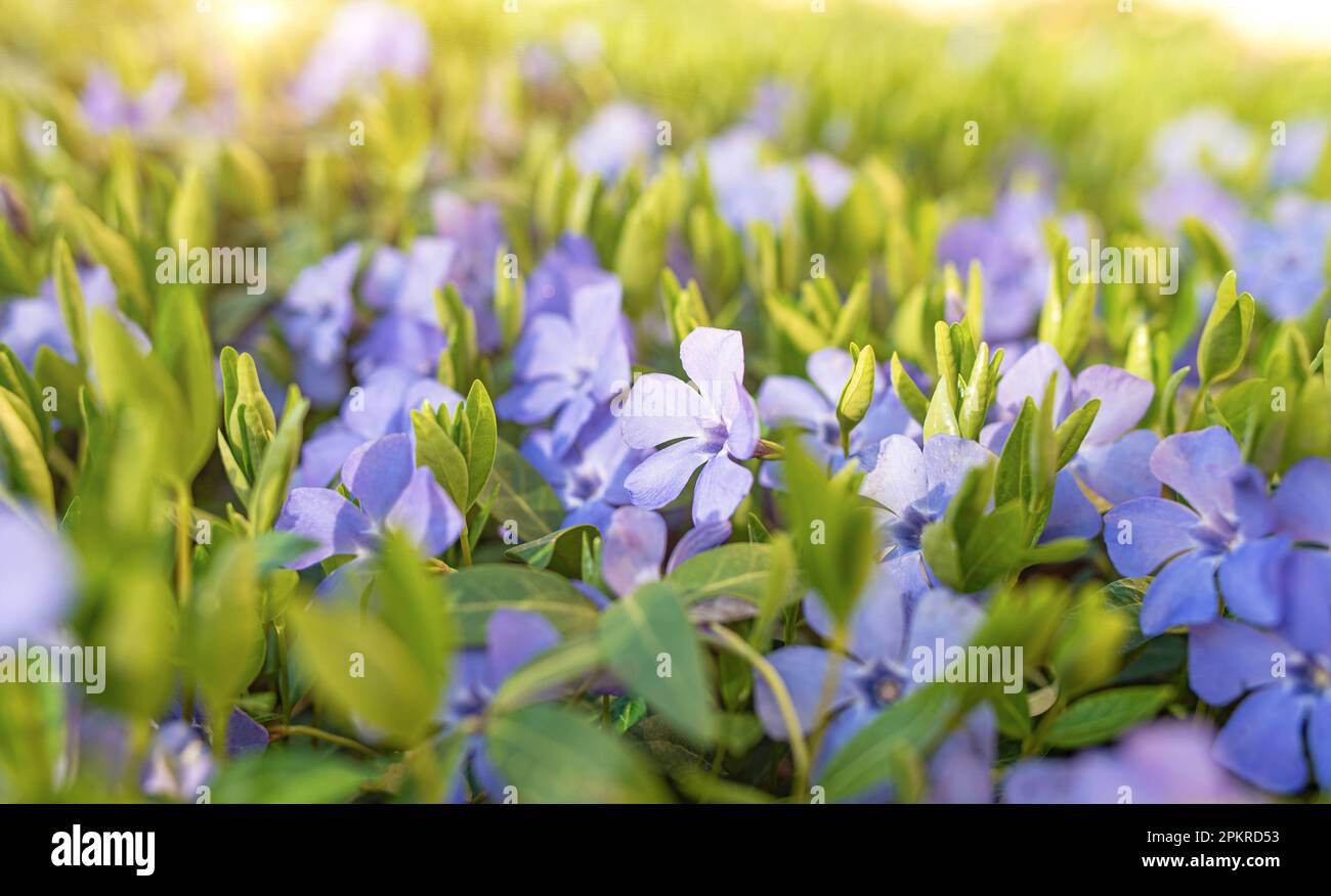 Beautiful periwinkle flowers in spring Stock Photo - Alamy