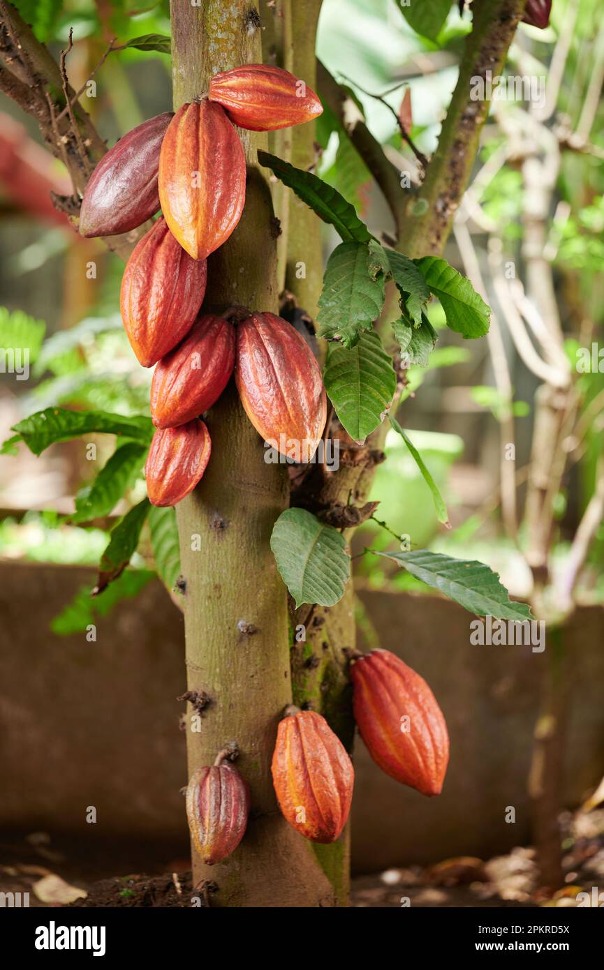 Brown crop hi-res stock photography and images - Alamy