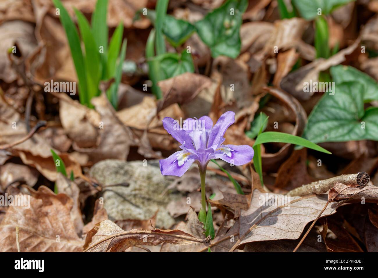 A purple dwarf crested iris in full bloom in a forest surround by other ...