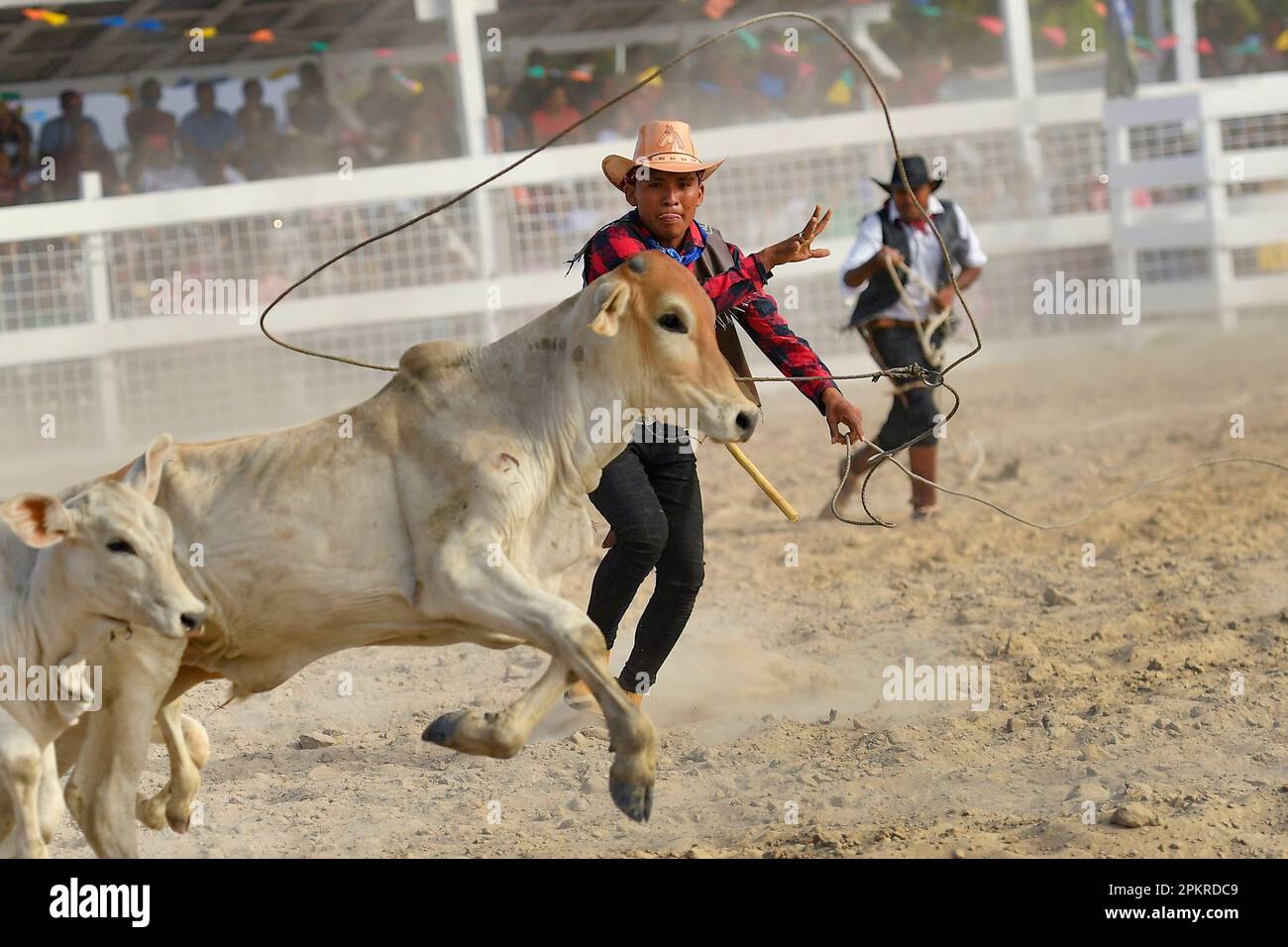 A cowboy ropes during the annual two-day Rupununi Ranchers Rodeo ...