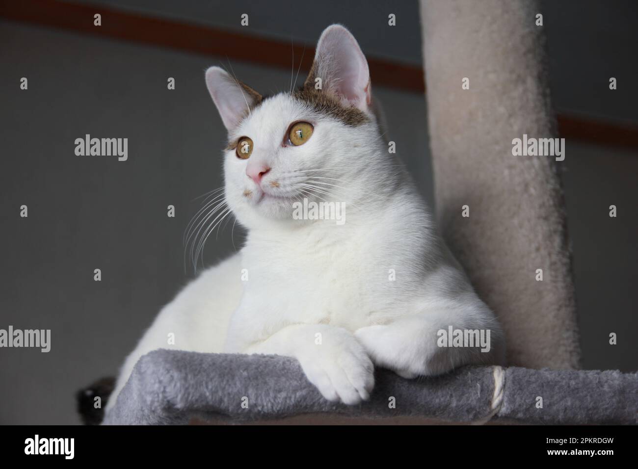 Cat's daily life at home Stock Photo - Alamy