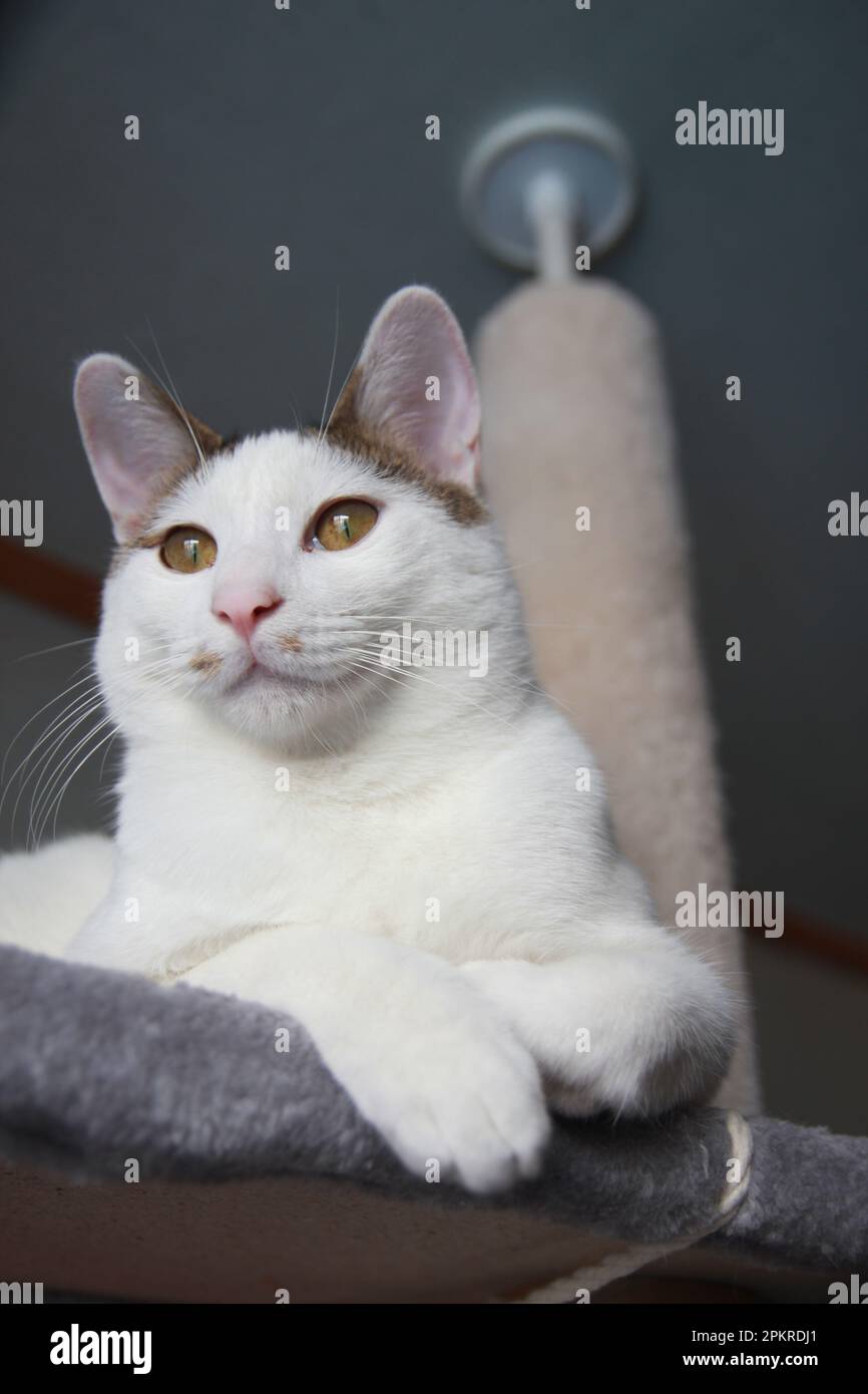 Cat's daily life at home Stock Photo - Alamy