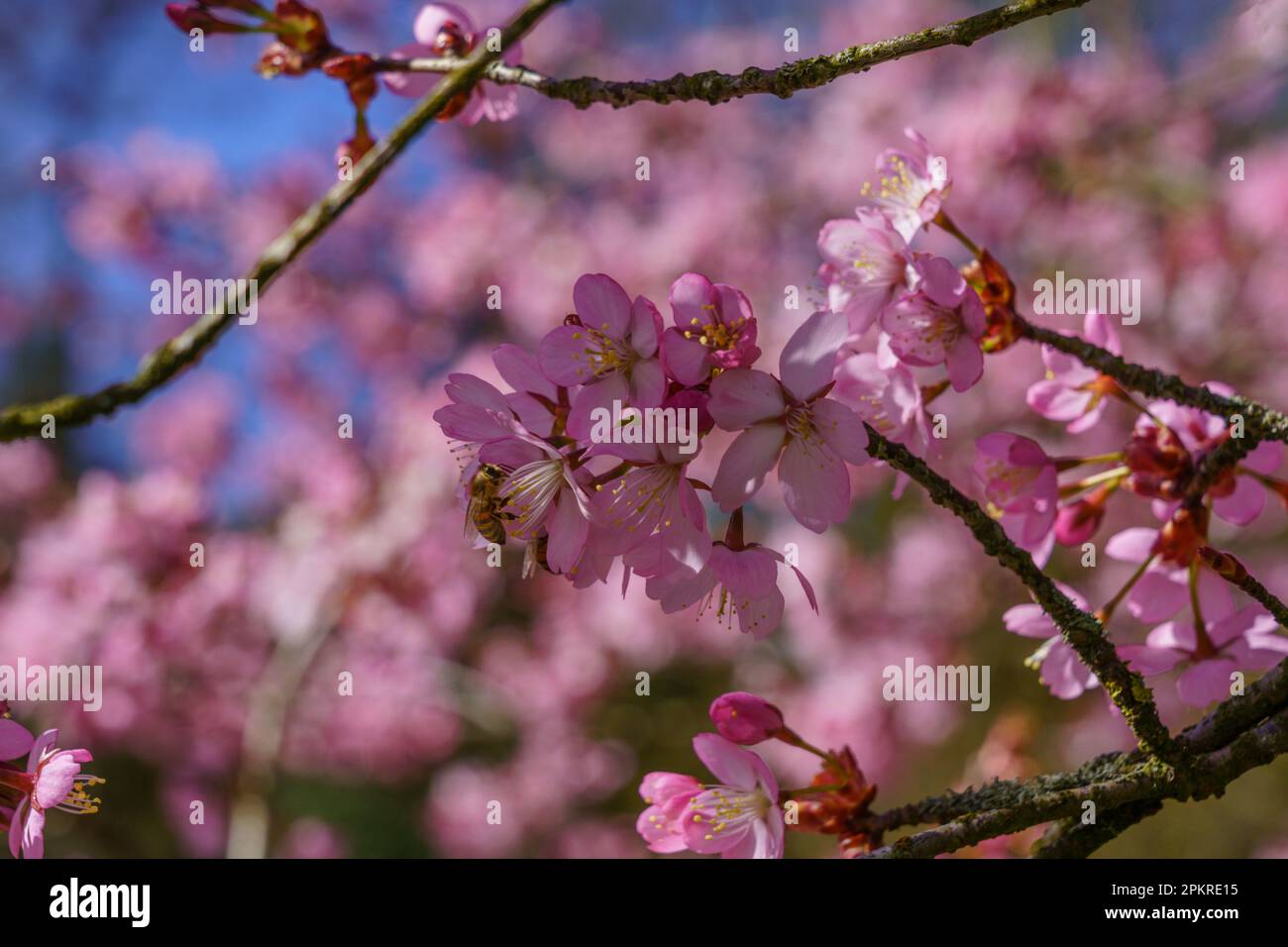 Insectflower hi-res stock photography and images - Alamy