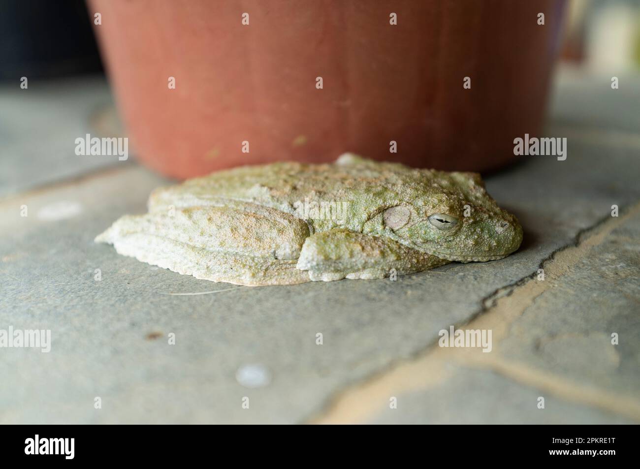 Chromatophore cells hi-res stock photography and images - Alamy