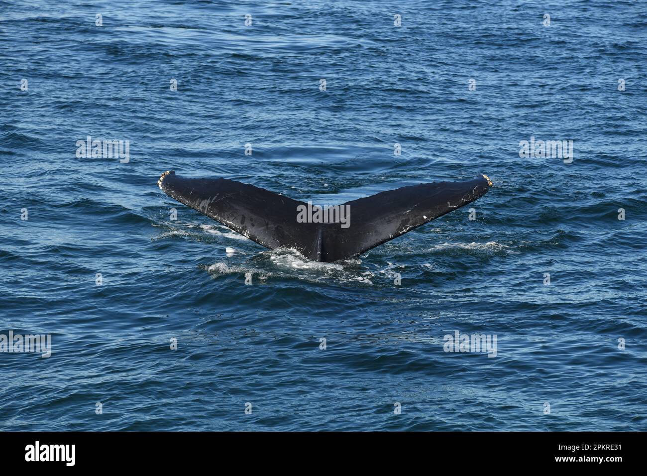 Humpback in New England waters Stock Photo - Alamy Humpback in New England waters Stock Photo - Alamy