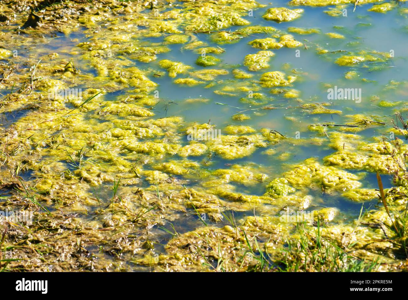 Swamp algae hi-res stock photography and images - Alamy