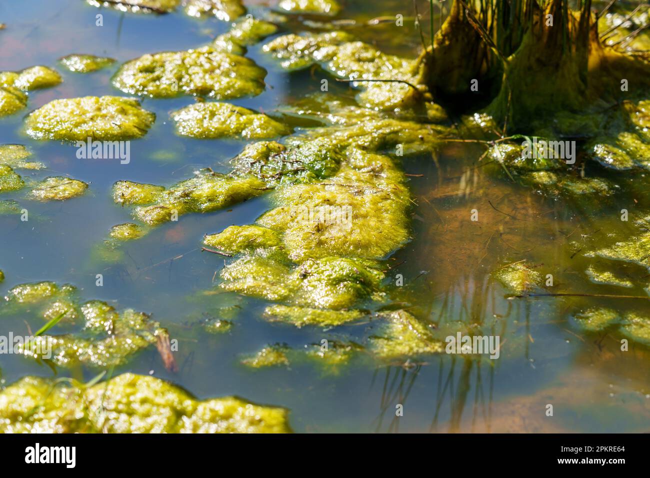 Swamp mud close up hi-res stock photography and images - Alamy