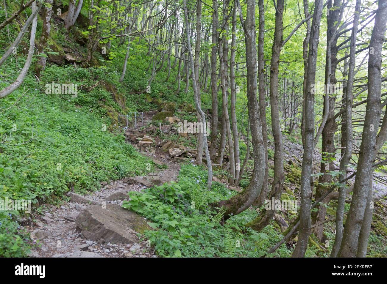 Swiss alps nature reserve hi-res stock photography and images - Alamy