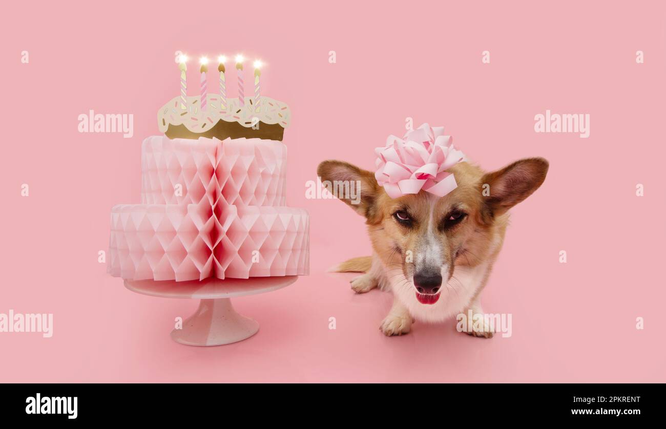 Happy birthday pets banner. Angry Corgi dog celebrating anniversary ...