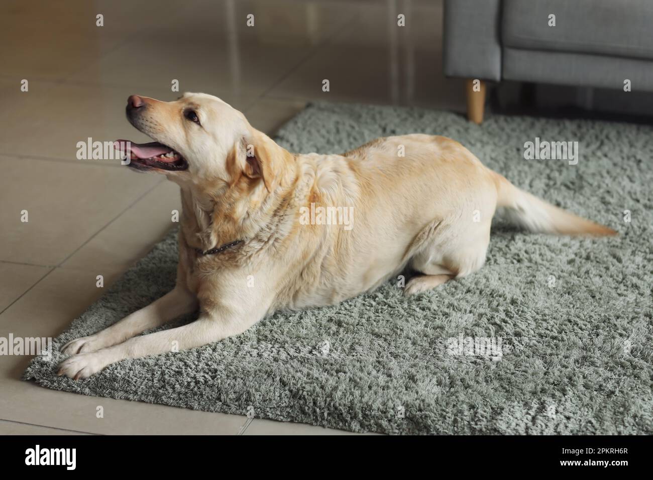 Cute Labrador dog lying on carpet at home Stock Photo - Alamy