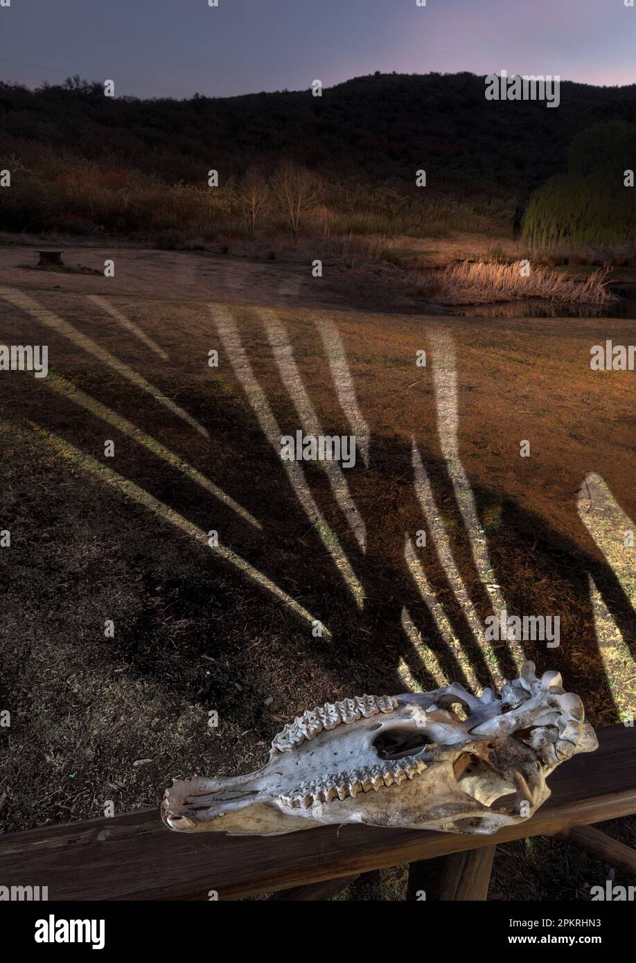 Horse skull with lights on the Cedarberg Guest Farm Stock Photo - Alamy