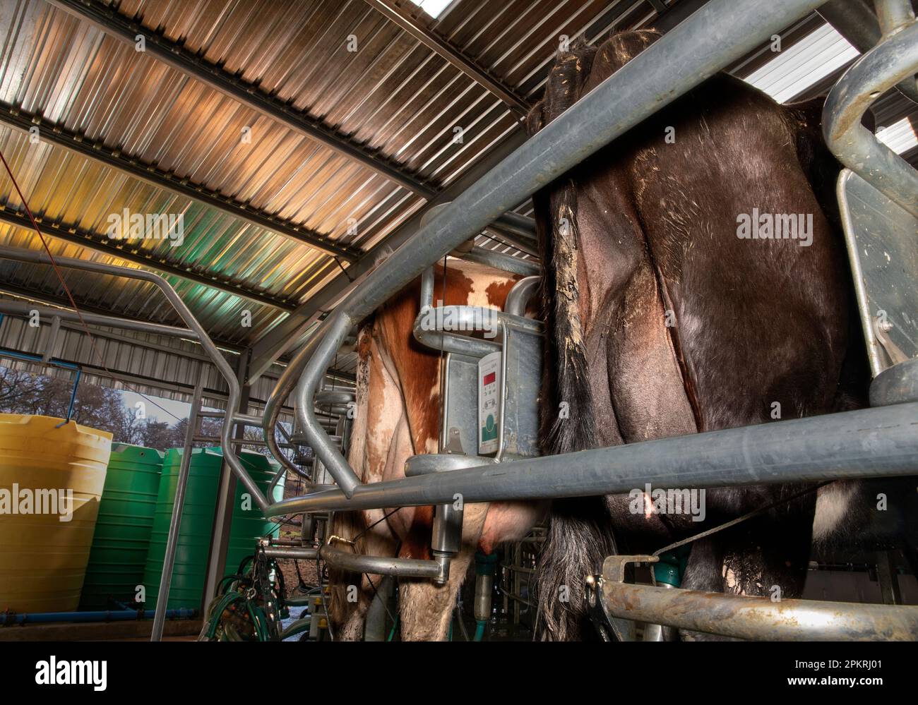 Cows Being Milked On A Automated Dairy Processing Machine Often Called A ‘rotary Milking Parlor