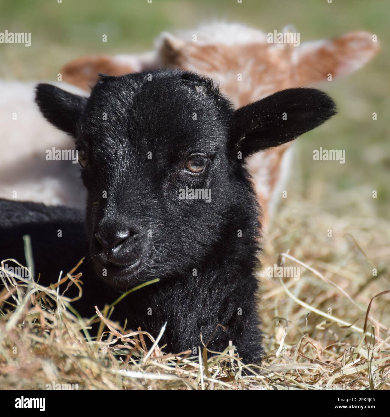 Spring baby animals hi-res stock photography and images - Alamy