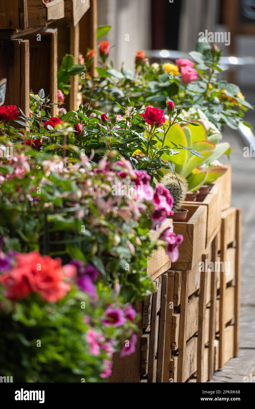 Flower pots by sidewalk hi-res stock photography and images - Alamy