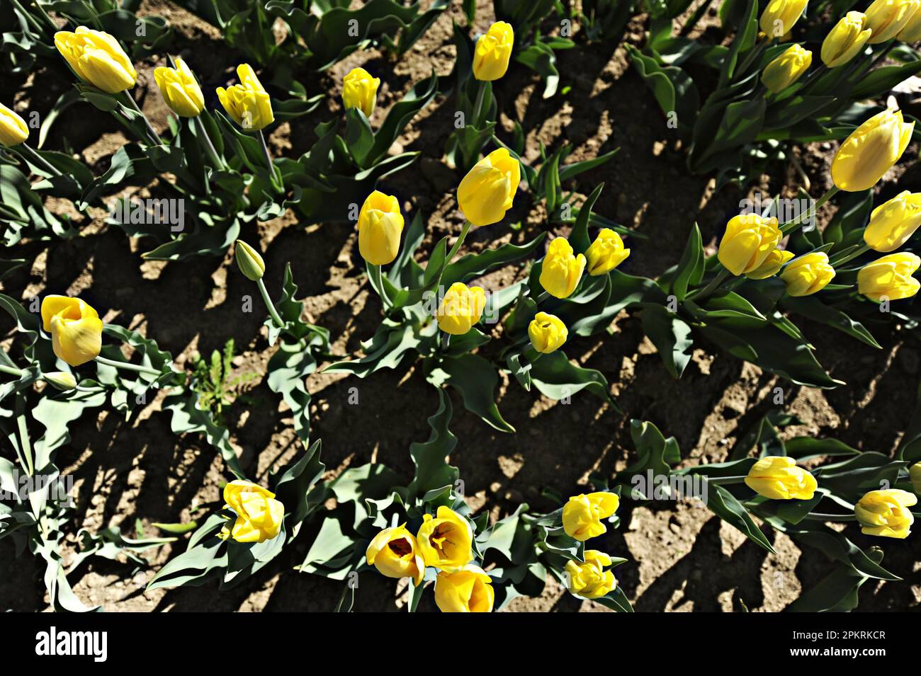 Dutch mania tulip hi-res stock photography and images - Alamy