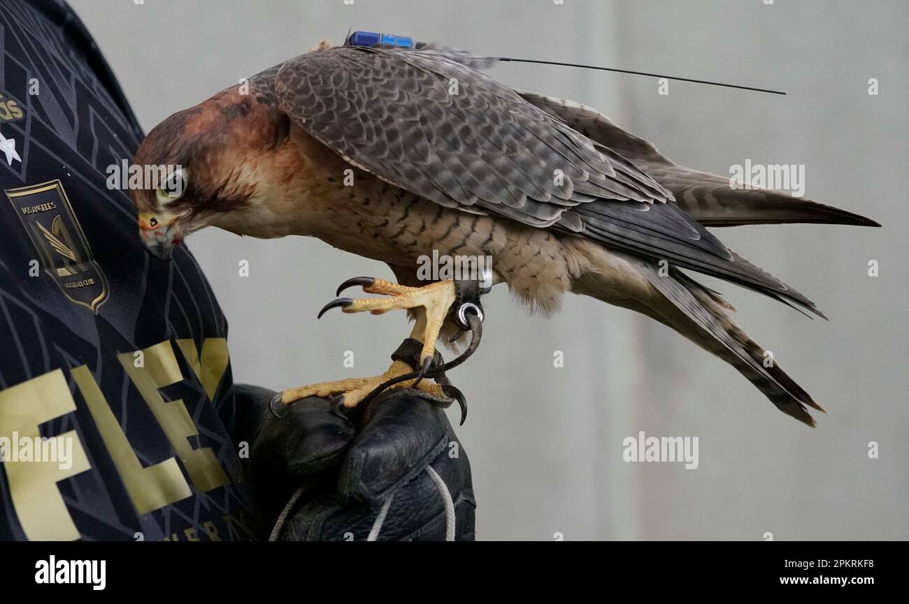 Los Angeles, CA, USA. 8th Apr, 2023. MLS - Olle the falcon moscot of ...