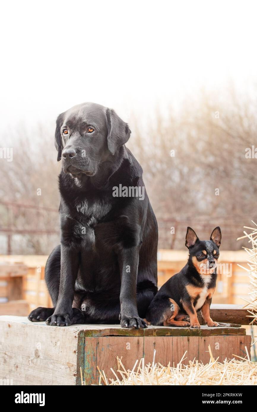 Black labrador retriever and chihuahua tricolor. Small and large breeds ...