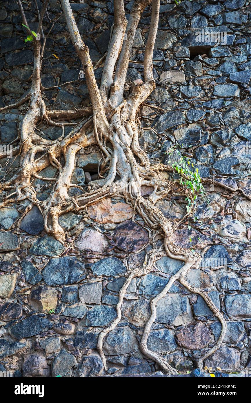 tree root in stone wall Stock Photo - Alamy