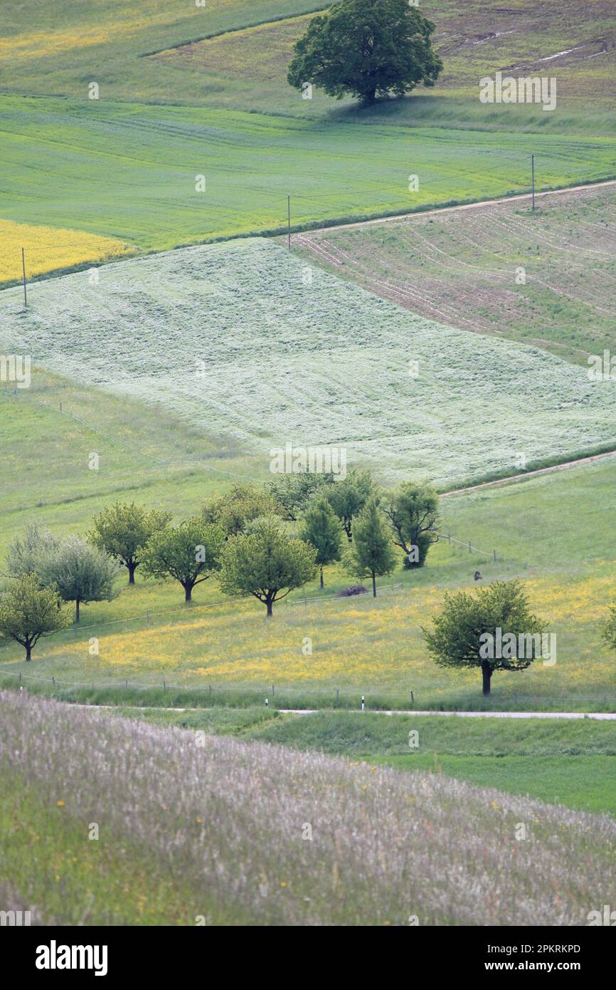 top view of meadows, grassy fields and some trees in spring Stock Photo ...
