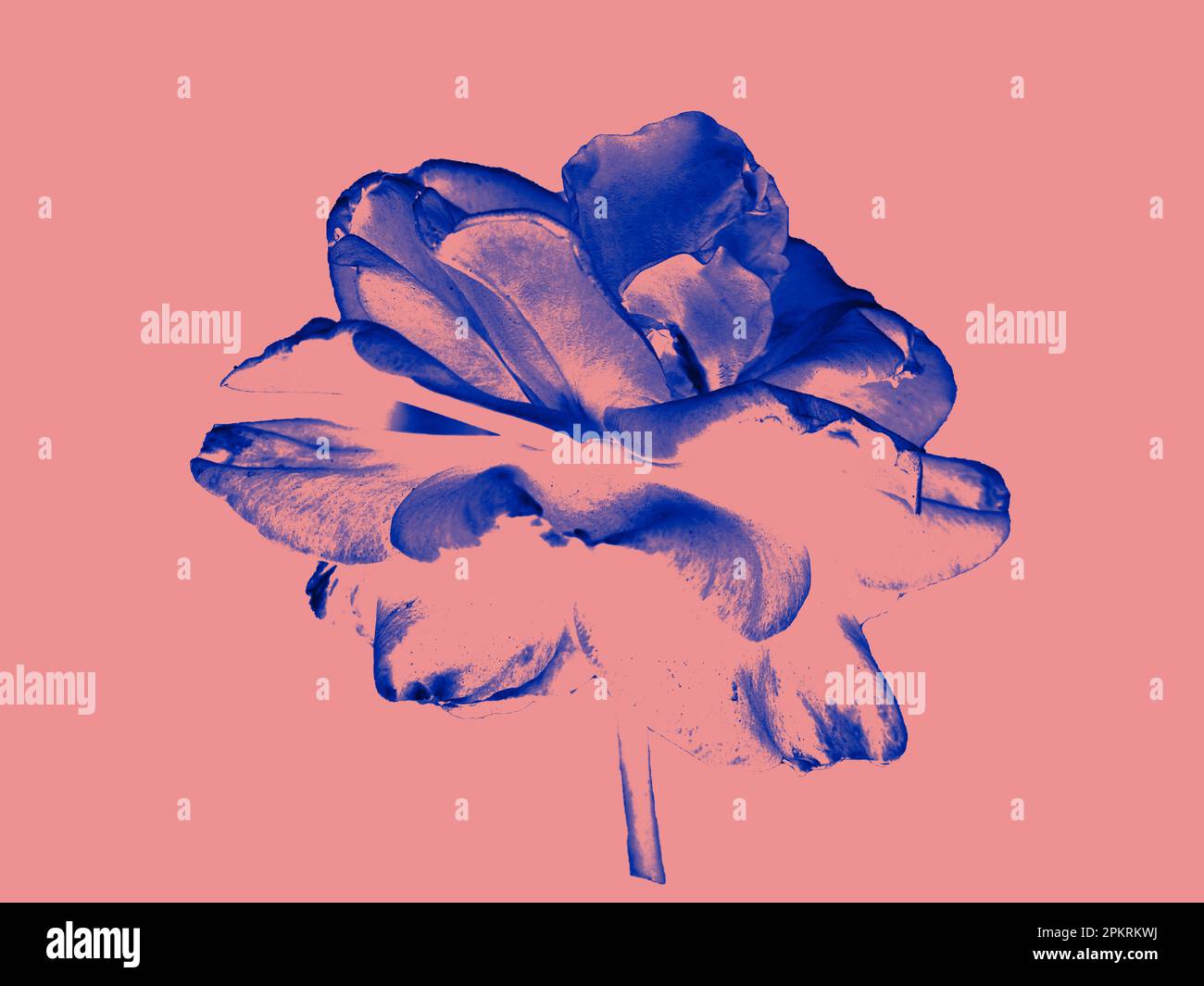 Bluish shape with pink background for decoration Stock Photo - Alamy